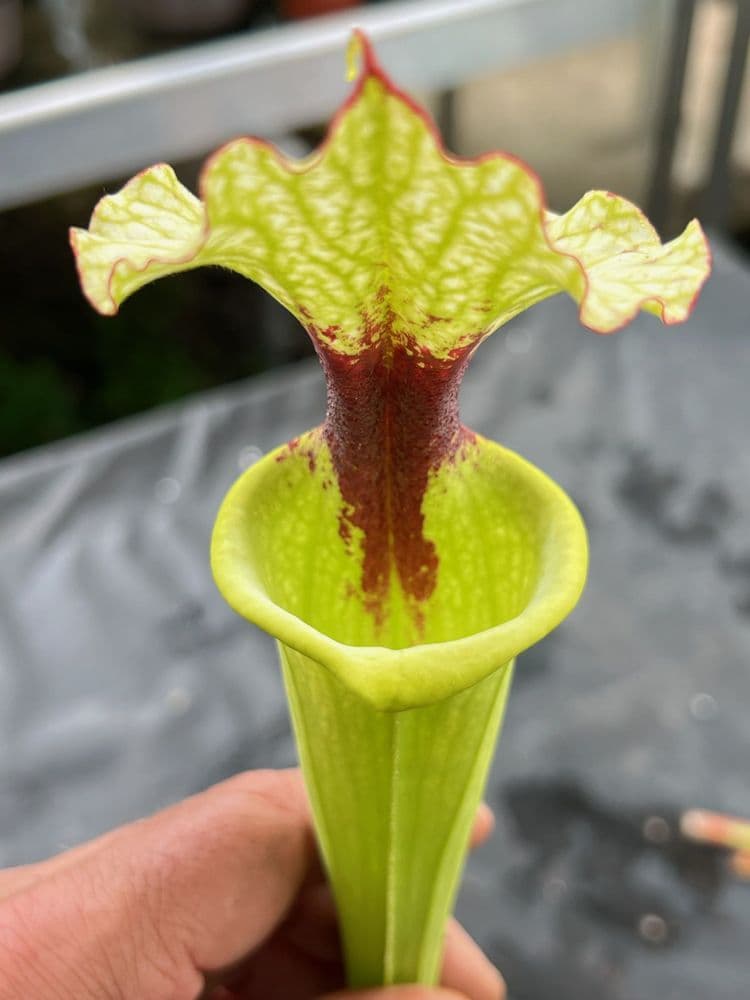 J14 G9 HC221 x S x morei Gulf