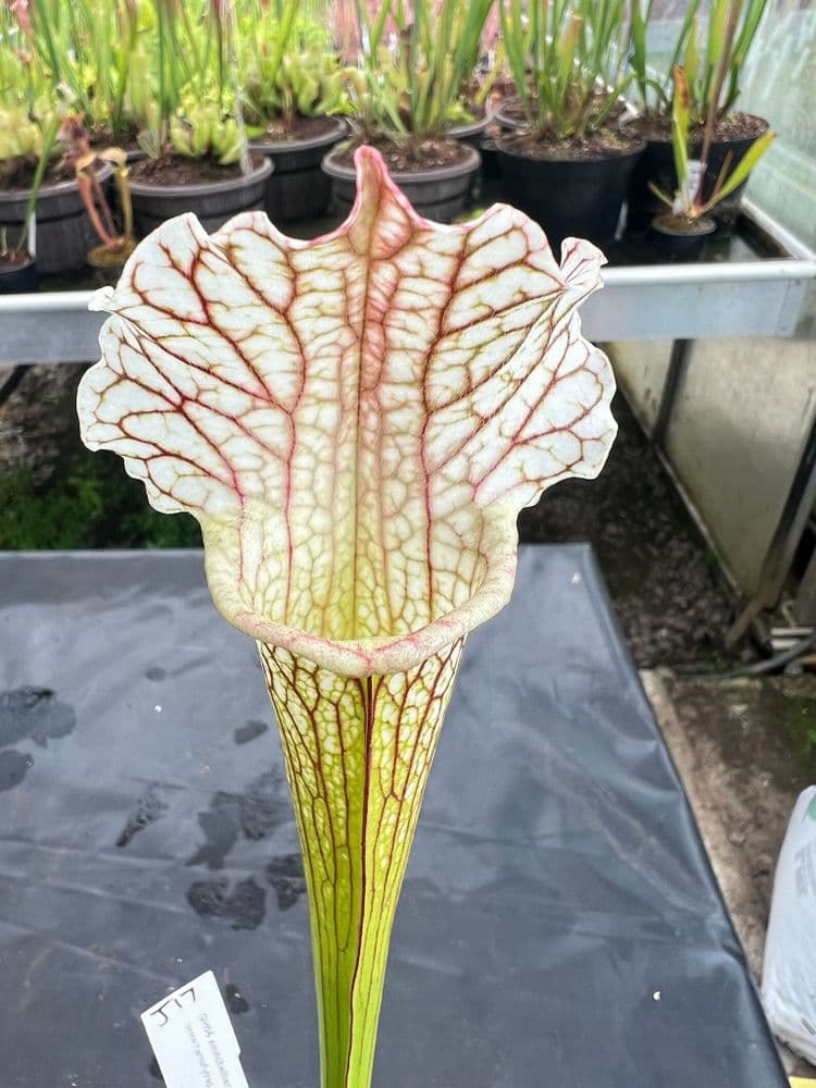 J17 GH06 xmitchelliana white x Sx moorei gulf