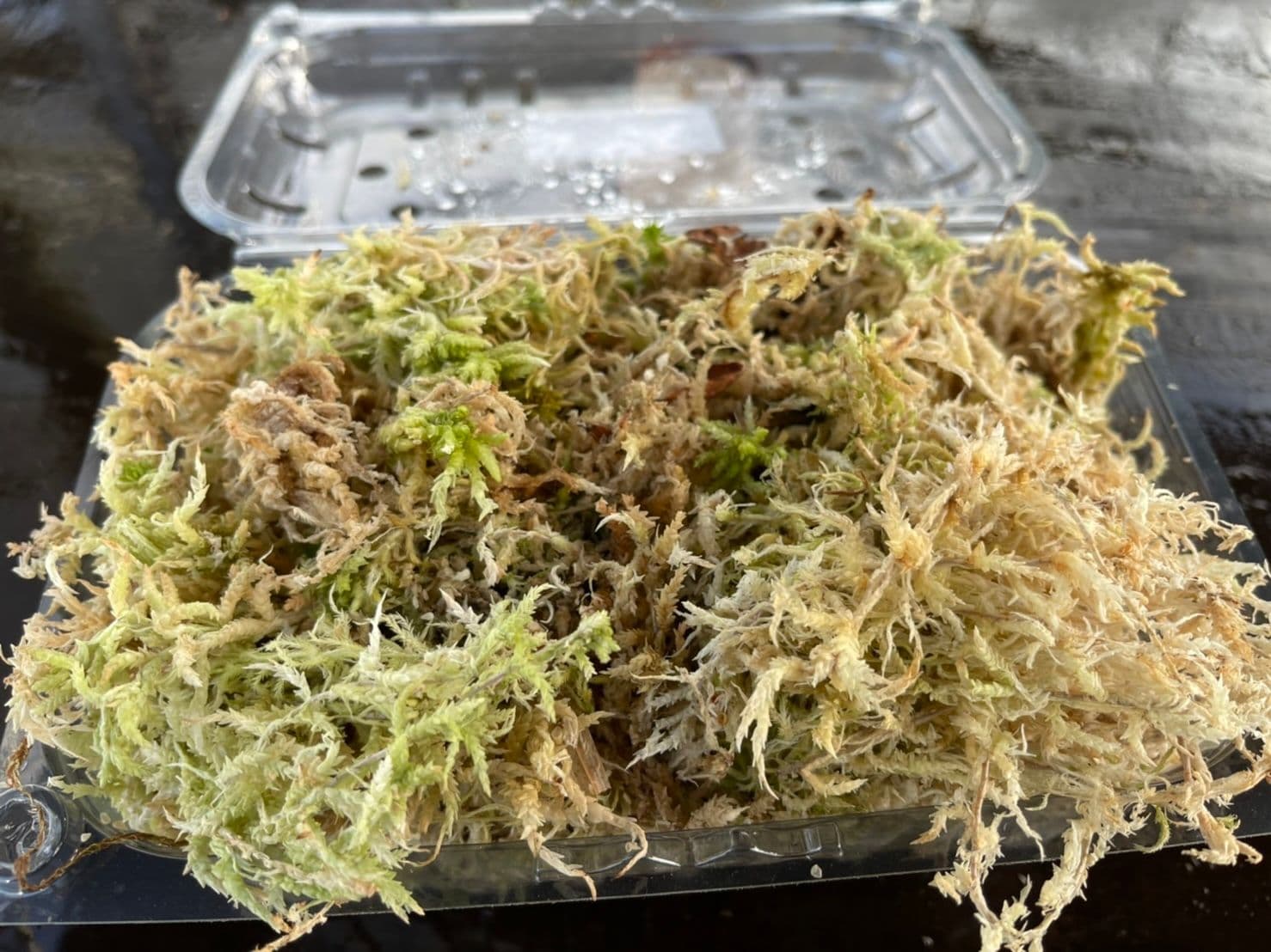 Long fibre sphagnum moss