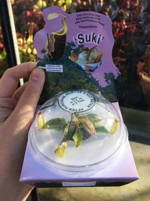 MBD3 Nepenthes Suki Bio-Dome
