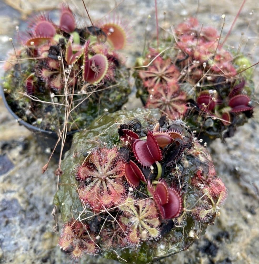 Mini carnivorous plant mix in 1 pot