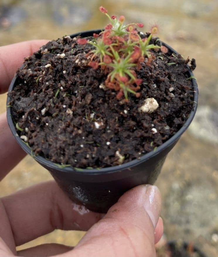 Mini carnivorous plants collection 3
