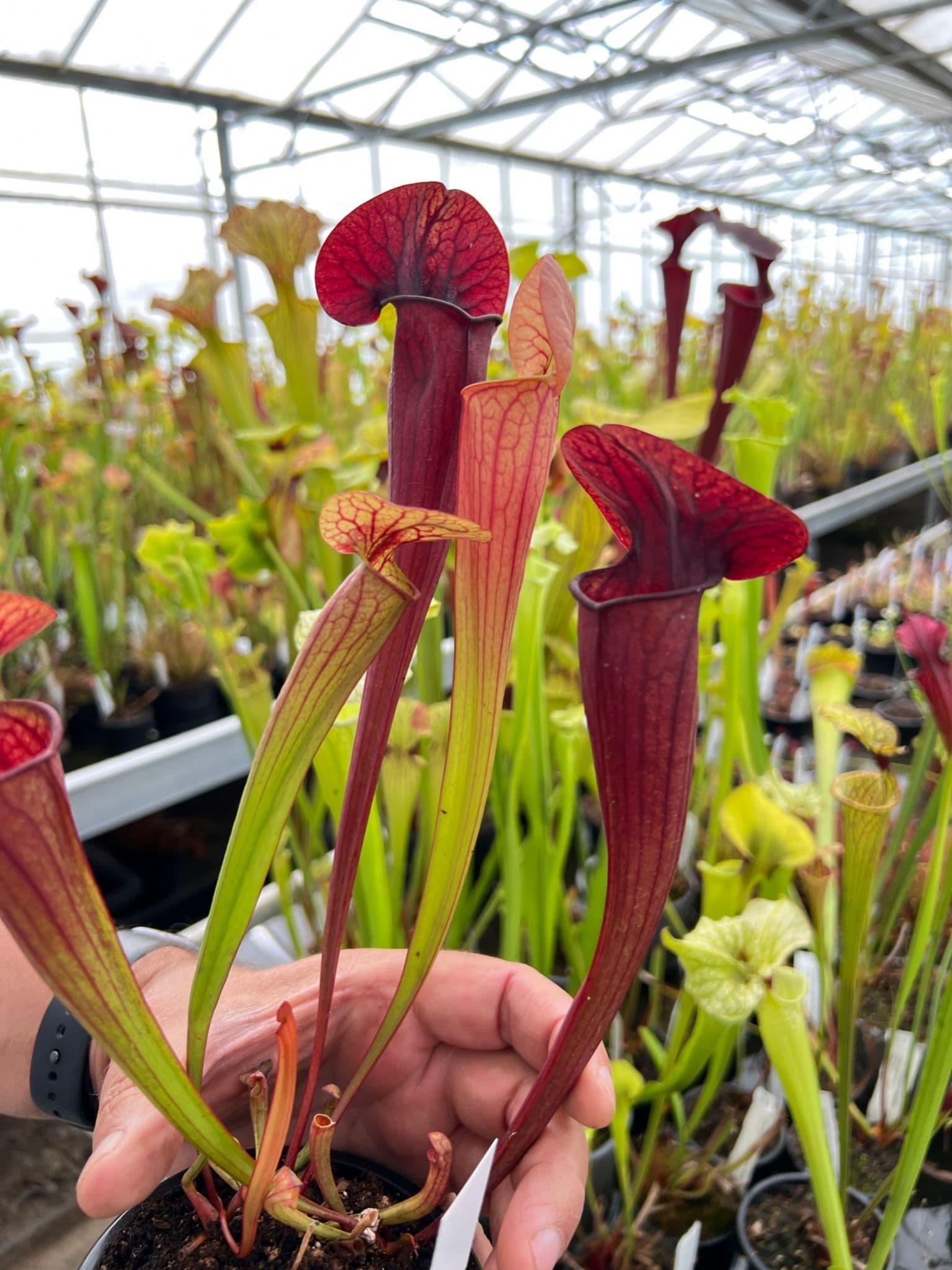 N17 SH777 Sarracenia cv Barry Soper