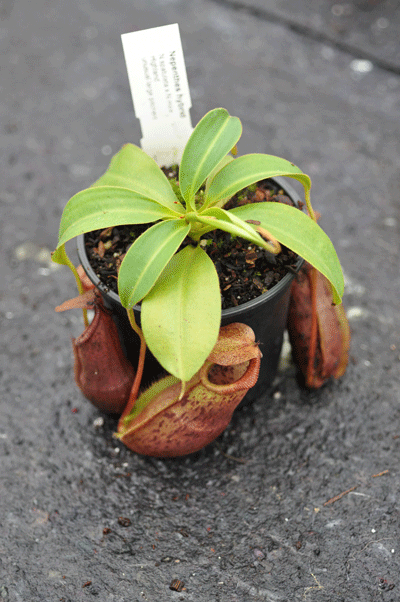 NH 302 Nepenthes spatulata x mira