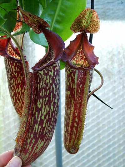 NMC084 Nepenthes maxima