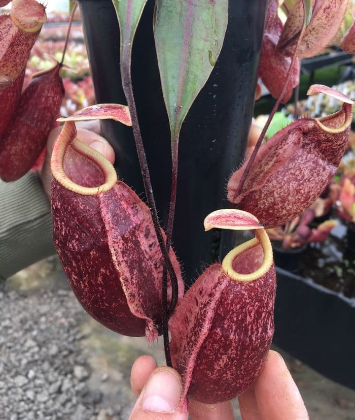 NMC318 Nepenthes cv Suki