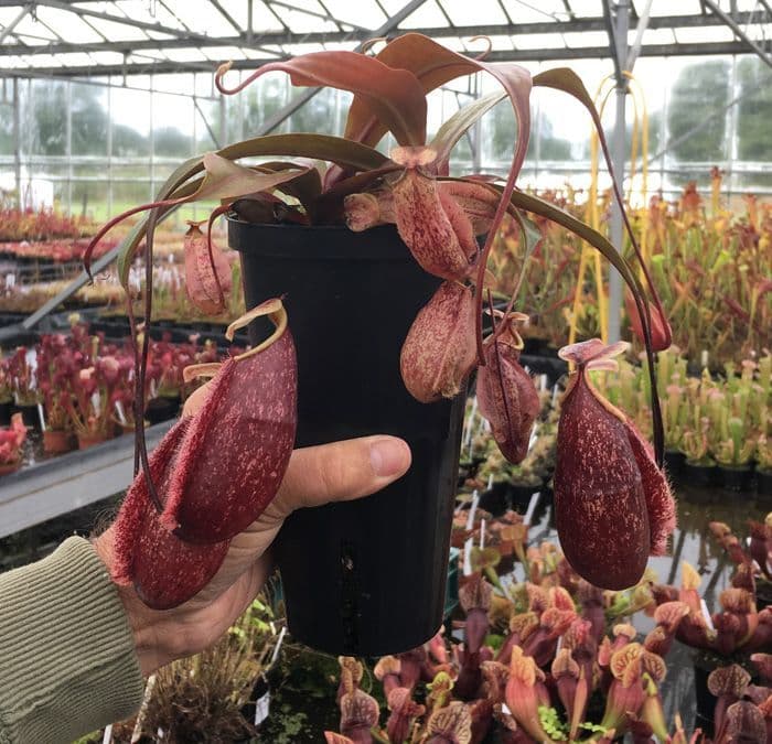 NMC318 Nepenthes cv Suki