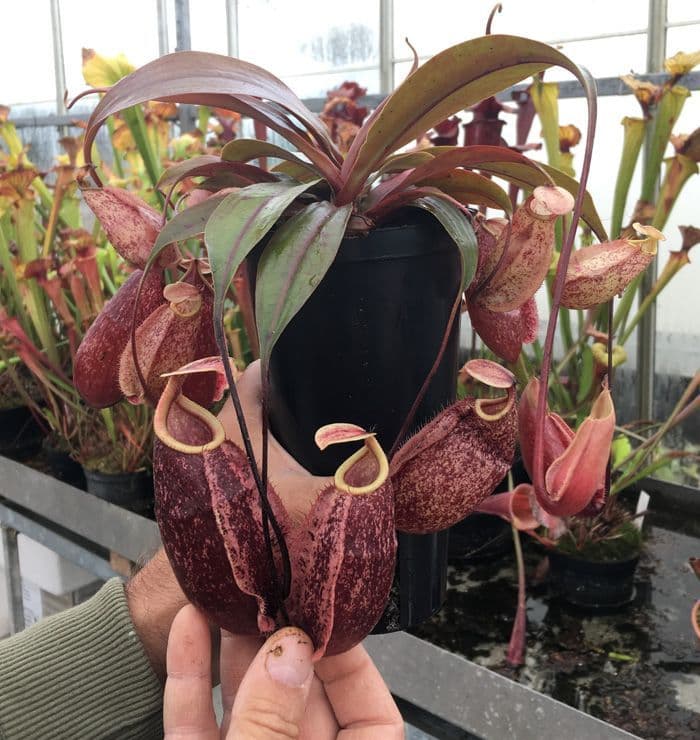 NMC318 Nepenthes cv Suki