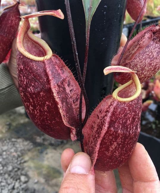 NMC318 Nepenthes cv Suki