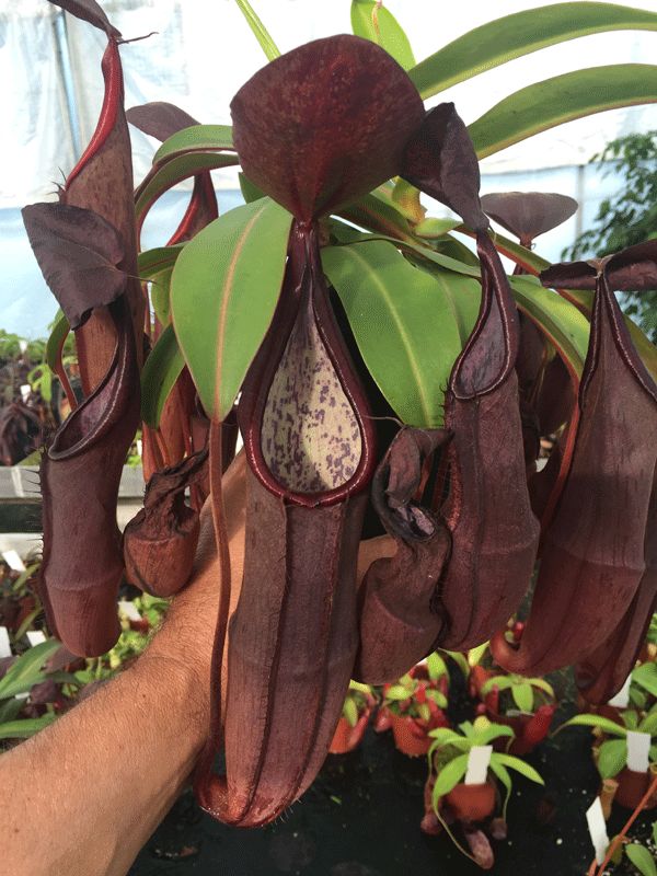 Sanguinea xl Cameron highlands form | Nepenthes Monkey Cup