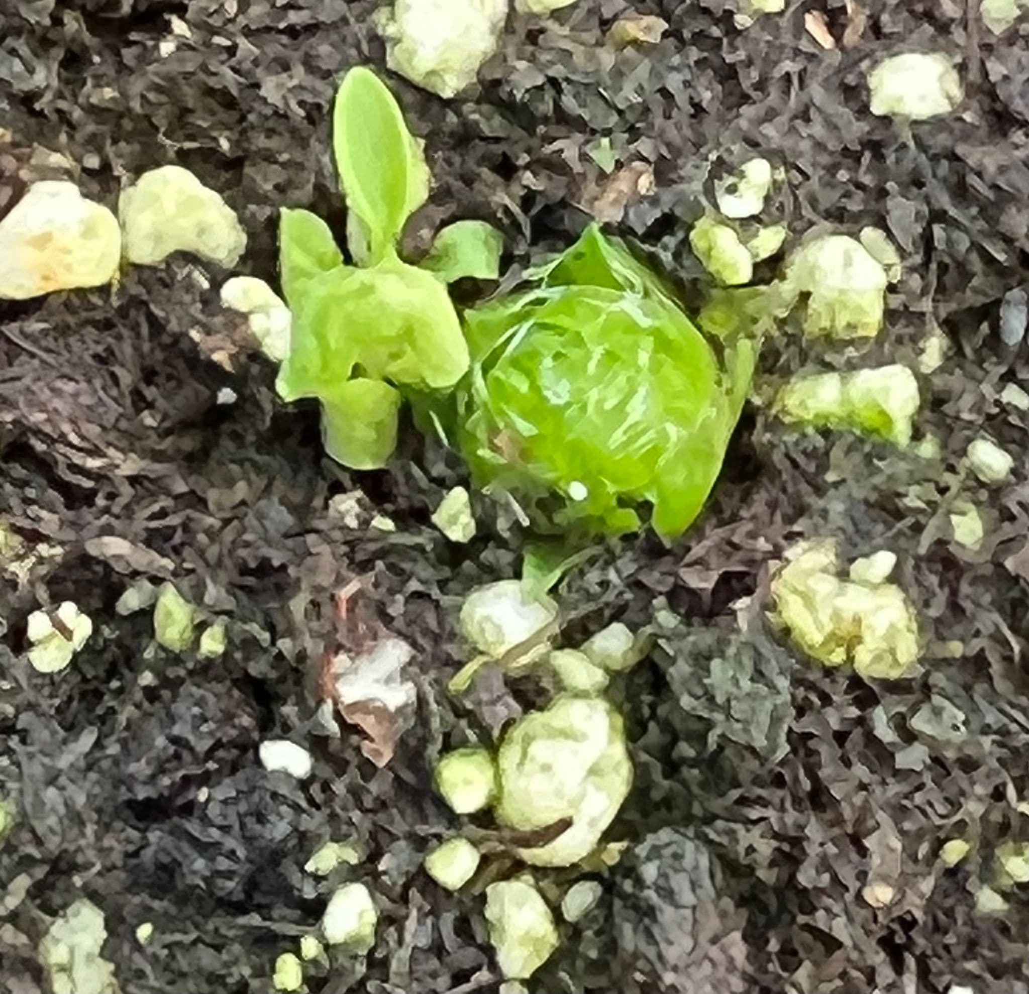 P022 Pinguicula parviflora