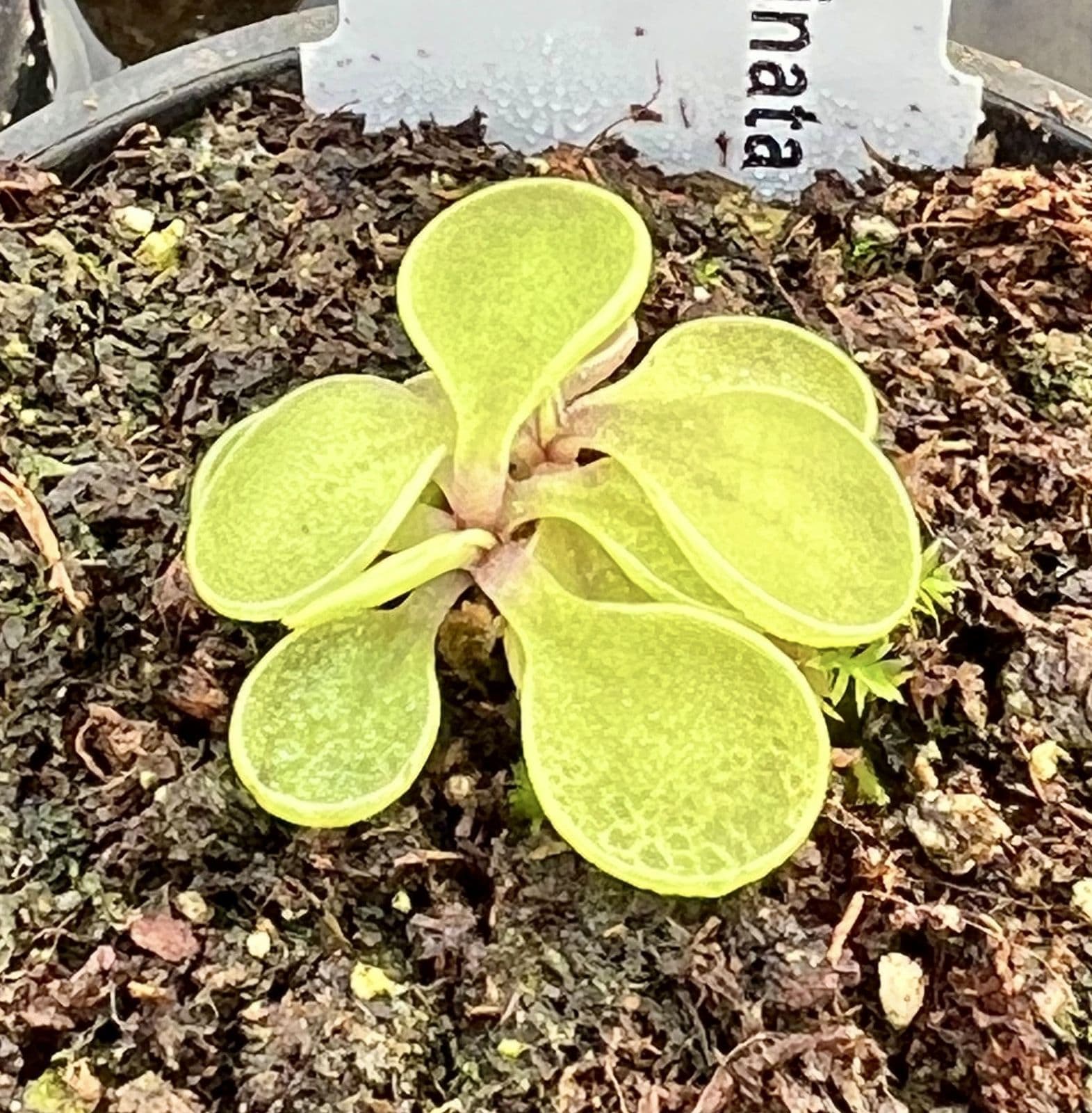 P58 Pinguicula emarginata