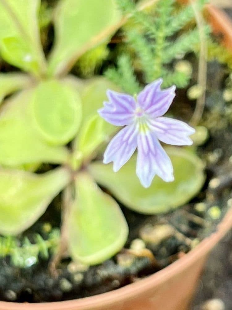 P58 Pinguicula emarginata