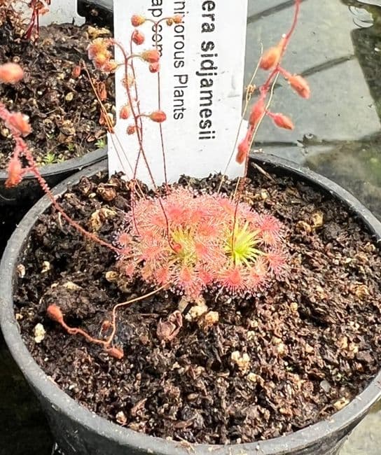 PG003 Pygmy sundew collection 3