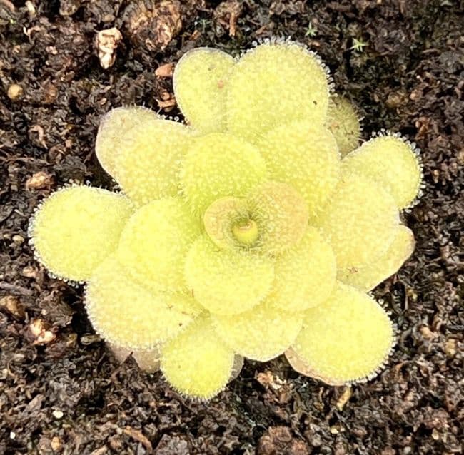 PH011 Pinguicula Sp Huatla