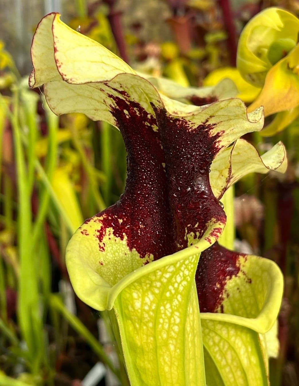 PR2 H27 S x moorei Large