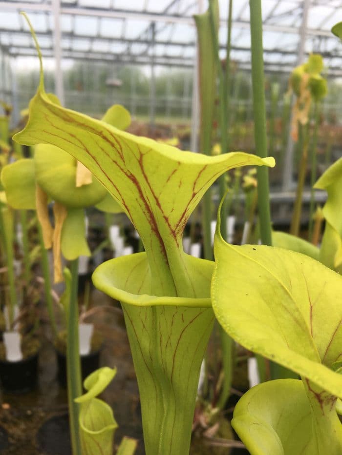 S flava var flava F813