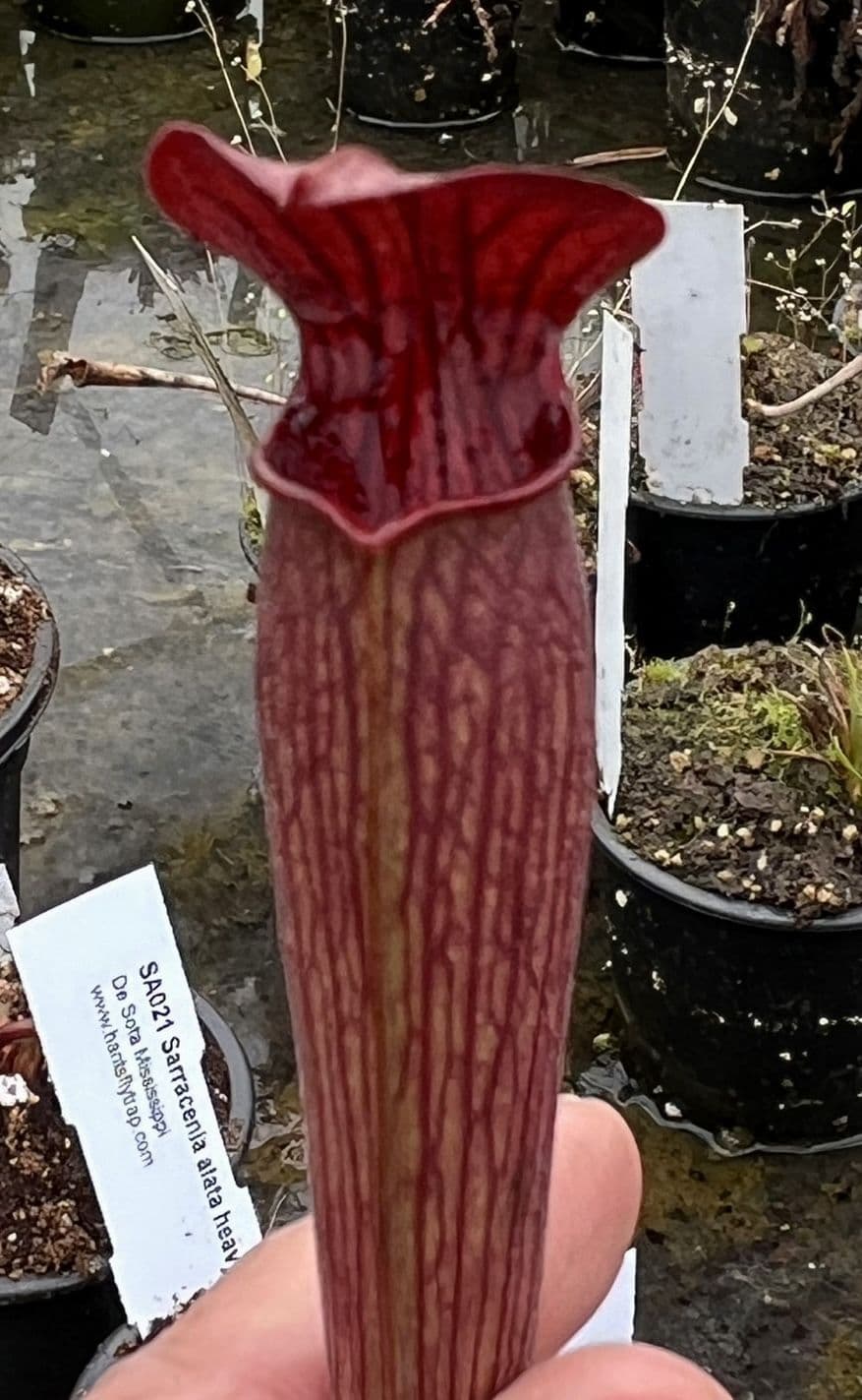 SA024 S alata rubrioperculata red lid