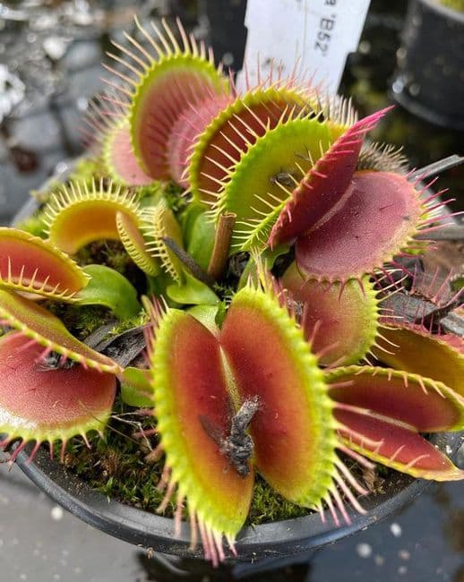 SD01 Venus fly trap Dionaea muscipula mix 10 seeds