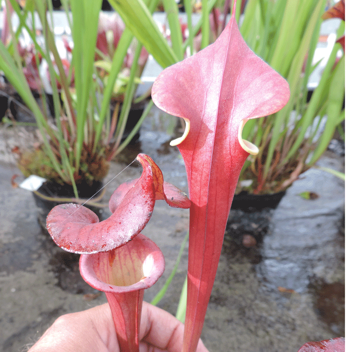 SF631 Sarracenia flava var atropurpurea JB
