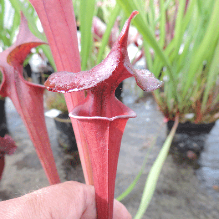 SF631 Sarracenia flava var atropurpurea JB