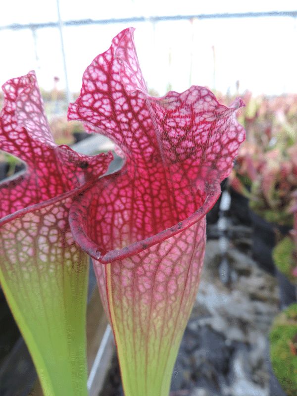 S.cv Juthatip Soper x S.leuco pink tube | North American Pitcher Plant