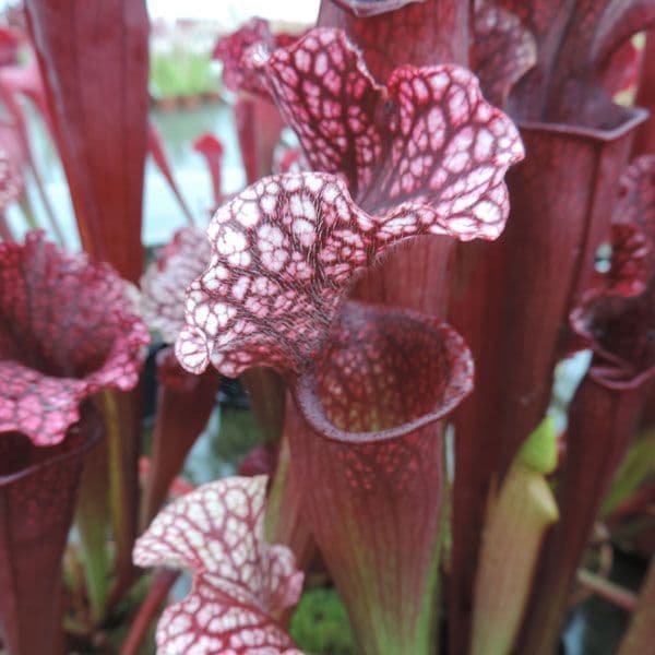 S. CV Judith Hindle | North American Pitcher Plant