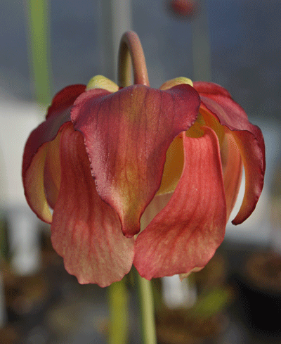 S. CV Judith Hindle | North American Pitcher Plant