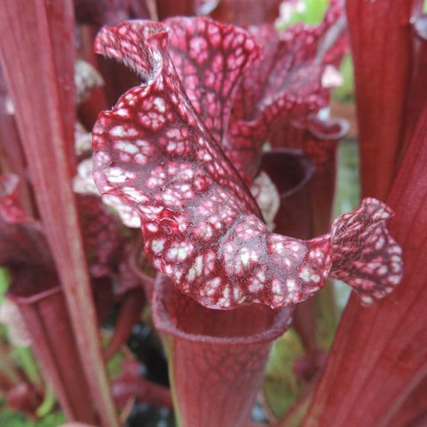 S. CV Judith Hindle | North American Pitcher Plant