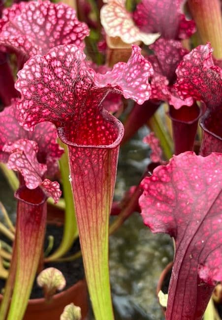 S. CV Judith Hindle | North American Pitcher Plant