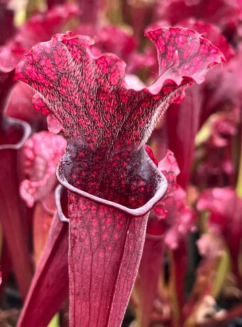 S. CV Judith Hindle | North American Pitcher Plant