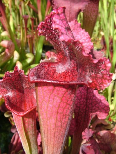 Juthatip Soper | Carnivorous Plants | Sarracenia Plants