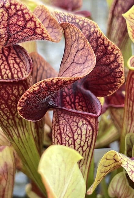 SH031 Sarracenia cv Ray