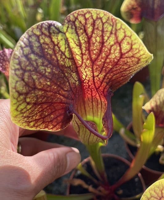 SH031 Sarracenia cv Ray