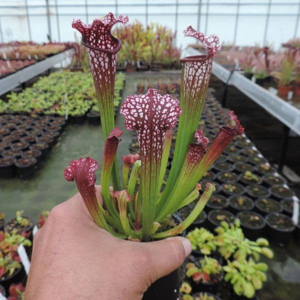 S. cv Juthatip Soper x S. leucophylla | North American Pitcher Plant