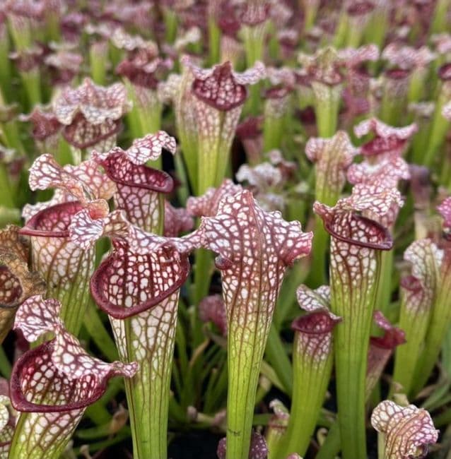 S. cv Juthatip Soper x S. leucophylla | North American Pitcher Plant
