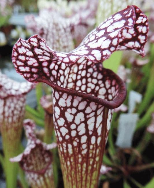 S. cv Juthatip Soper x S. leucophylla | North American Pitcher Plant