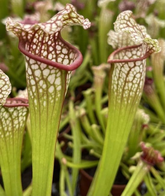 S. cv Juthatip Soper x S. leucophylla | North American Pitcher Plant