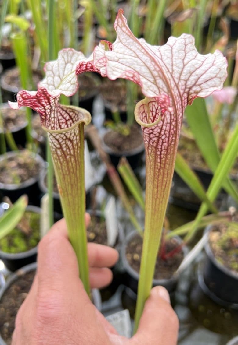 SH906 S cv Alan Hindle