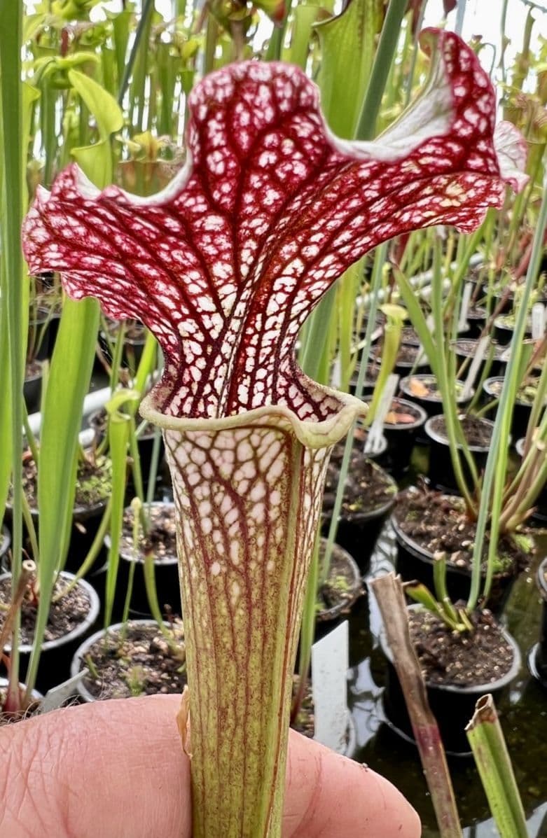 SH906 S cv Alan Hindle