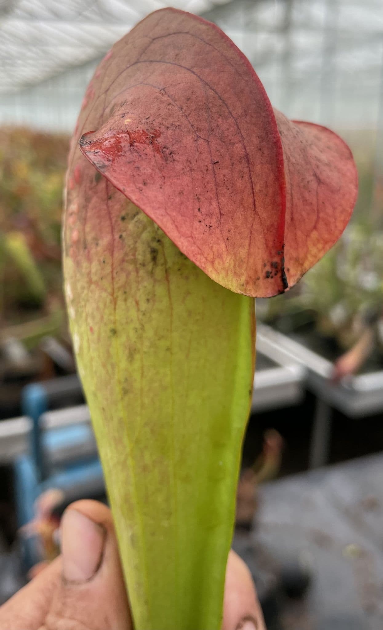 SM019 Sarracenia minor var okefenokeensis