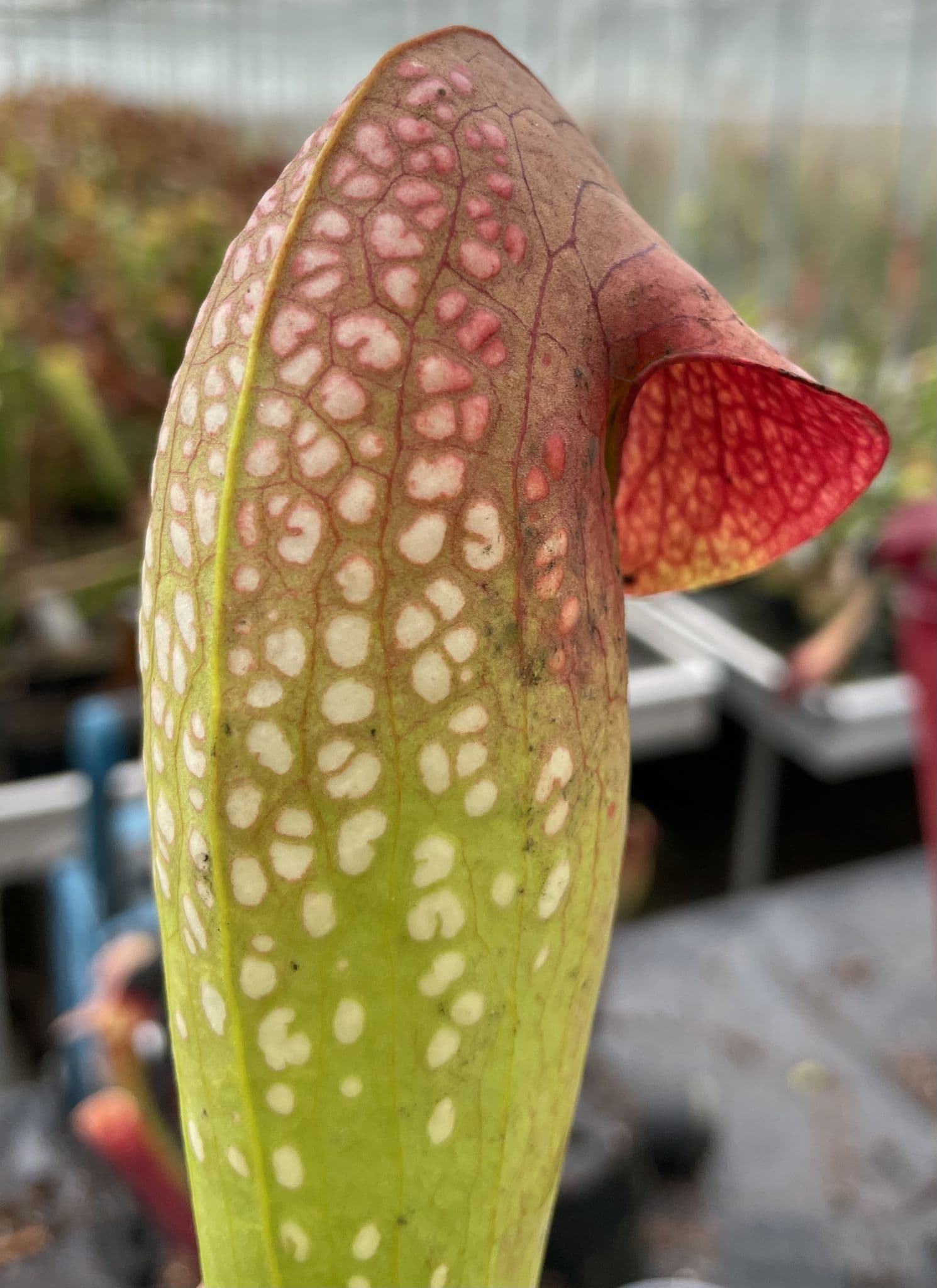 SM019 Sarracenia minor var okefenokeensis