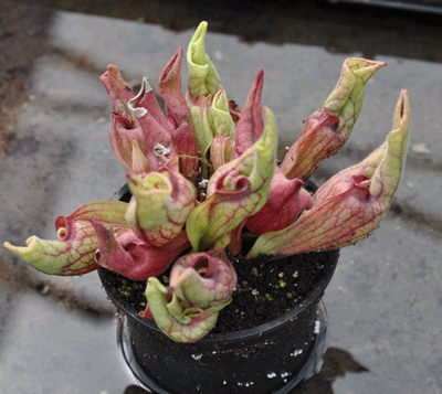 S. Burkei var 'Smurf' | North American Pitcher Plant