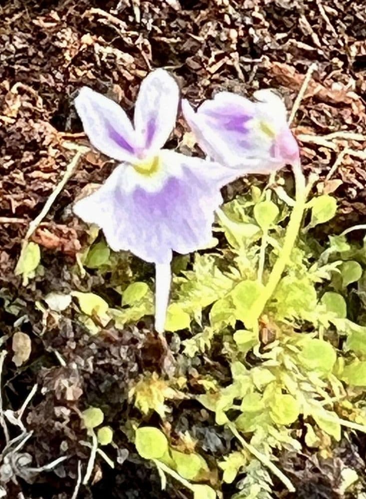 UB0021 Utricularia sandersonii blue flower