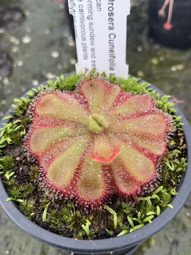 Z10 Drosera Cuneifolia Large Form