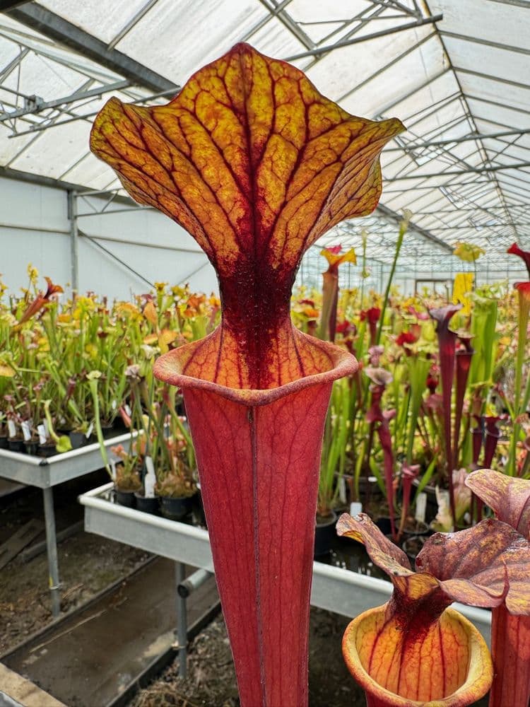 Z4 Sarracenia flava rubricorpra