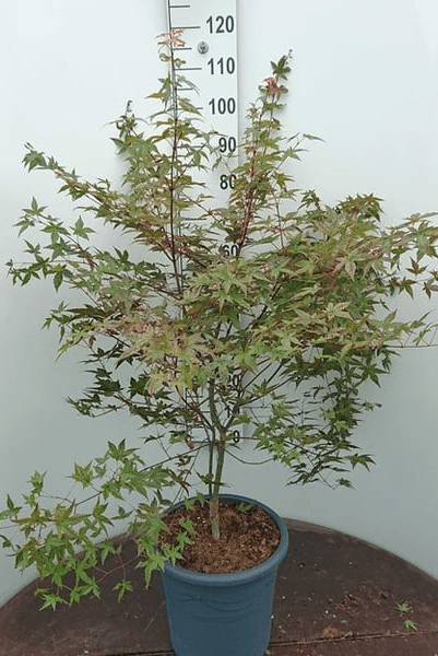 Acer palmatum Deshojo 15L 1-1 25m