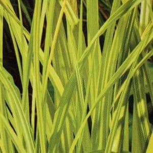 Carex elata Aurea Bowles Golden Sedge 9cm
