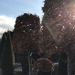 Carpinus betulus topiary