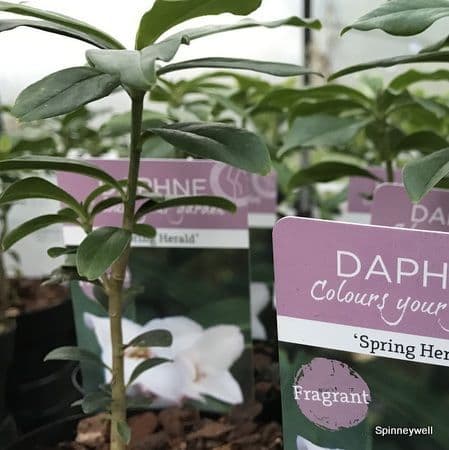 Daphne bholua Spring Beauty 4L